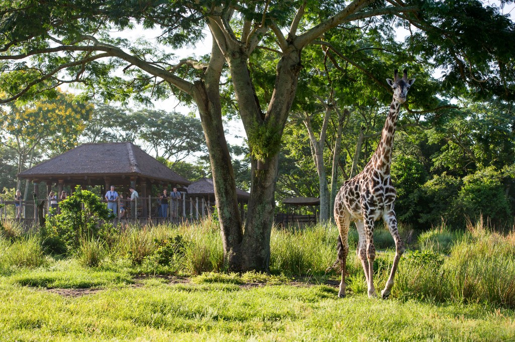Savor The Savanna: An Evening Safari Experience At Disney’s Animal ...